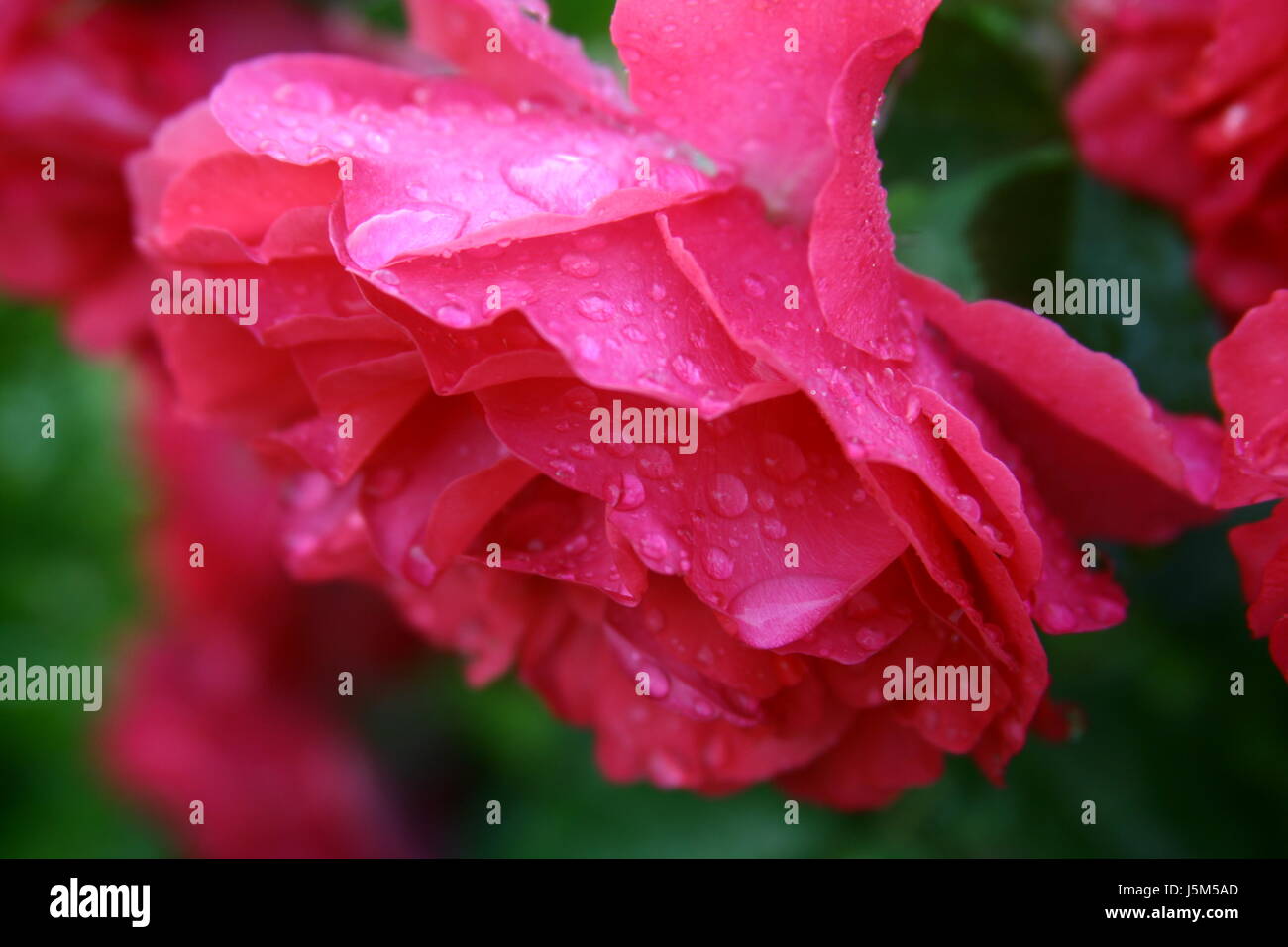 flower plant rose bloom blossom flourish flourishing flowers roses ...