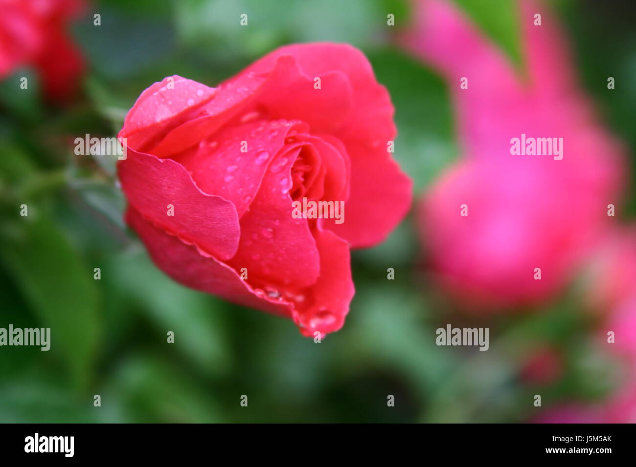 flower plant rose bloom blossom flourish flourishing flowers roses ...