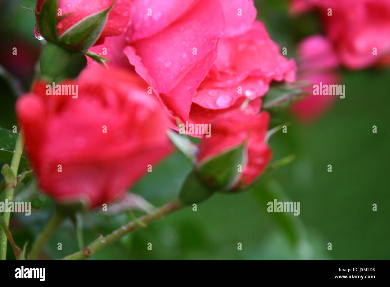 roses in the rain Stock Photo - Alamy