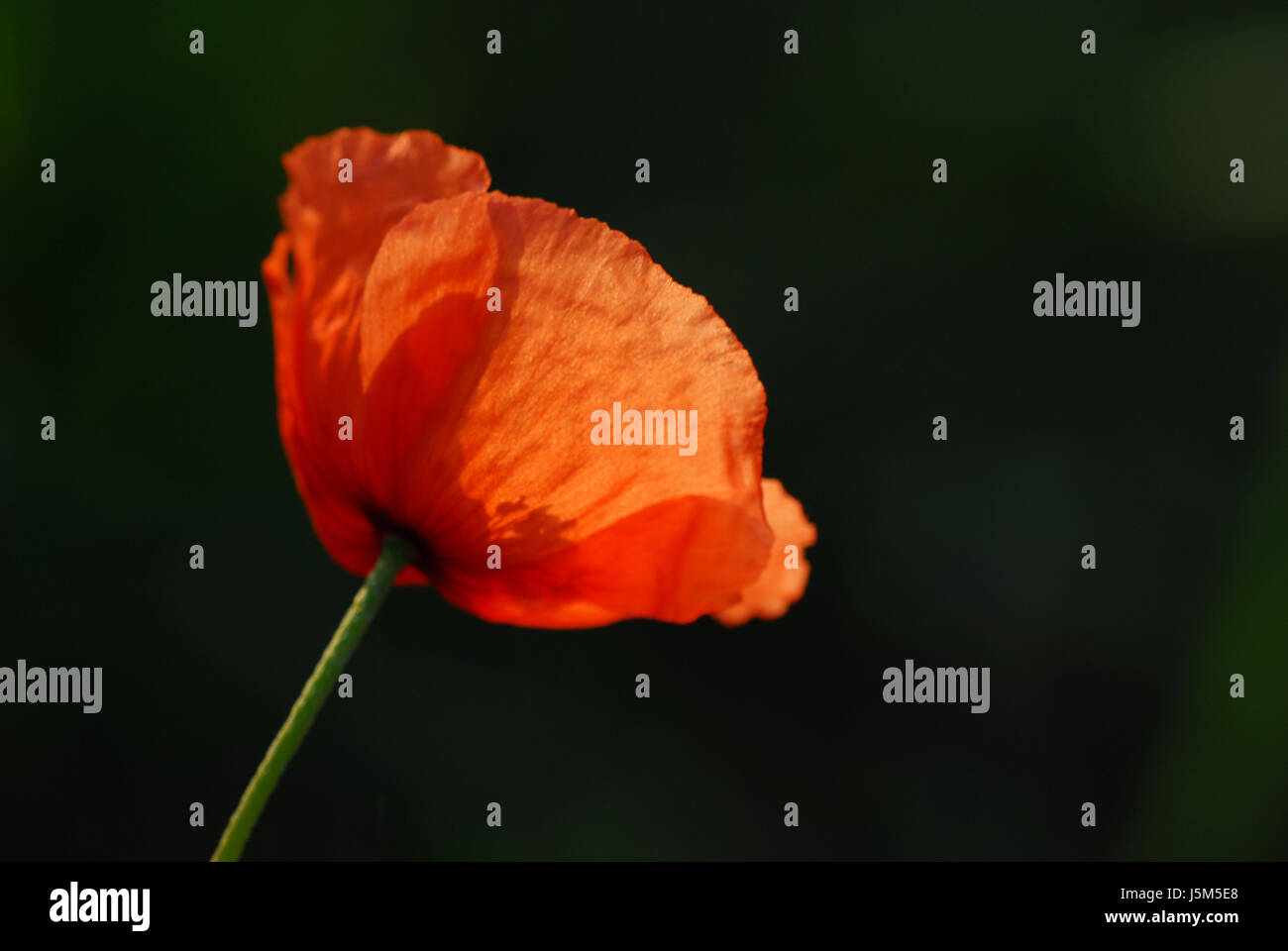 poppy corn poppy papaver mohnpflanze mohnpflanzen bedecktsamer ...