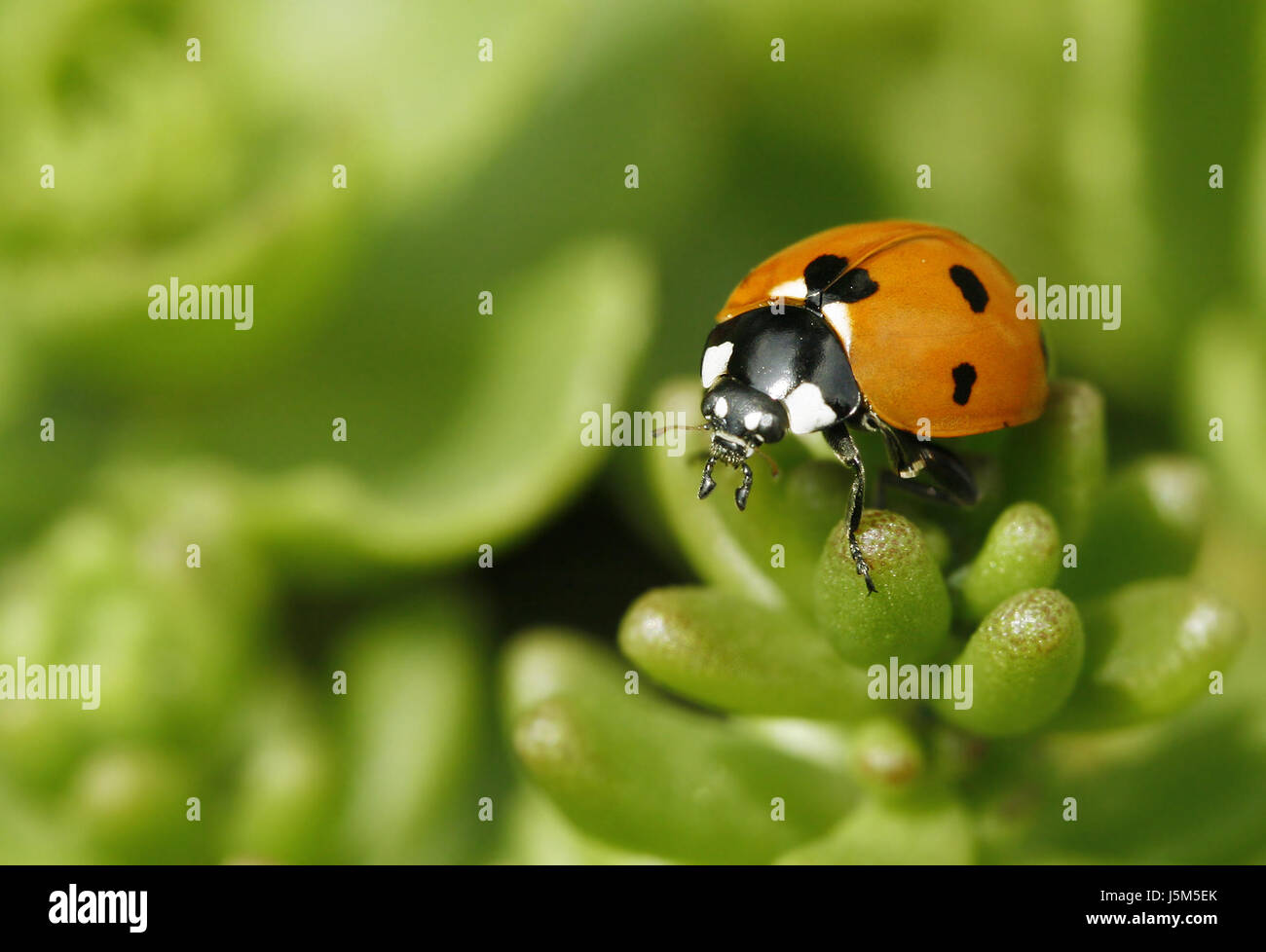 Red insects hi-res stock photography and images - Alamy