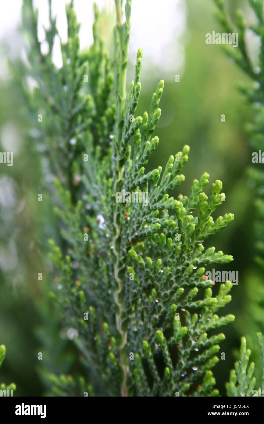 Blautanne hi-res stock photography and images - Alamy