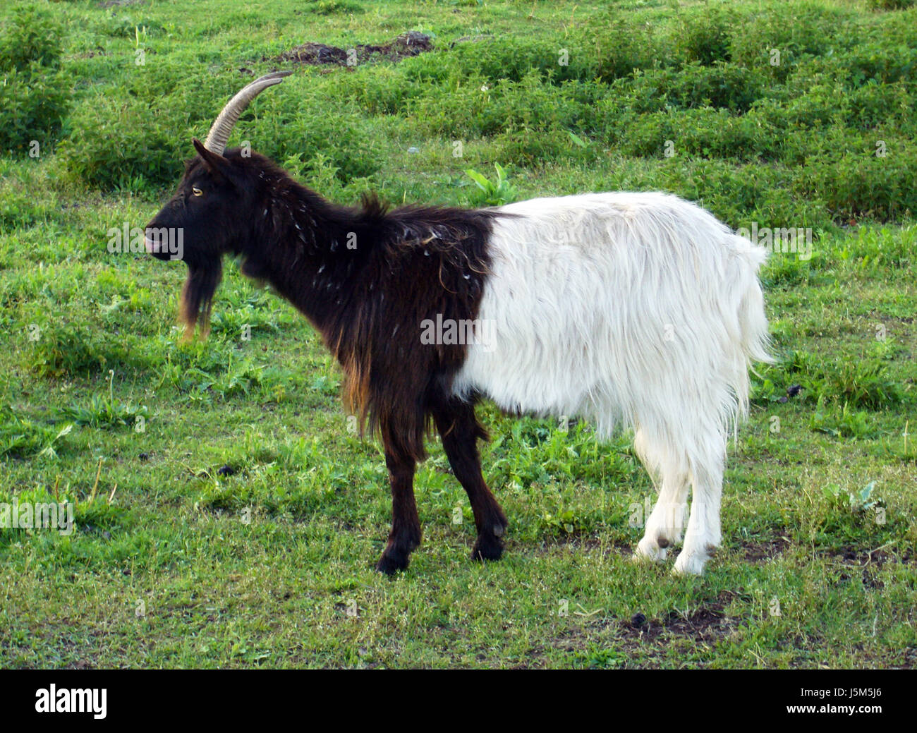 goat buck black swarthy jetblack deep black lateral she-goat he-goat ...