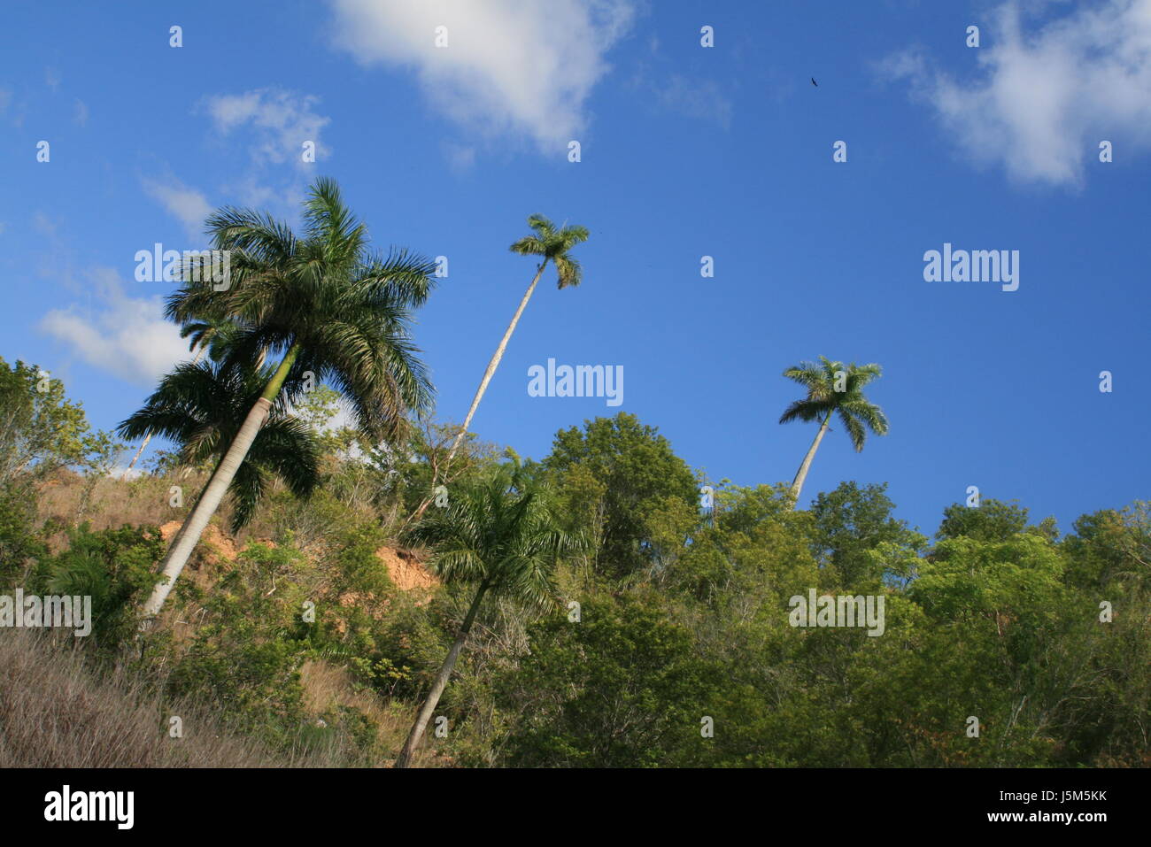 drive tree trees virgin forest palms on the way palm tree idyllic cuba ...