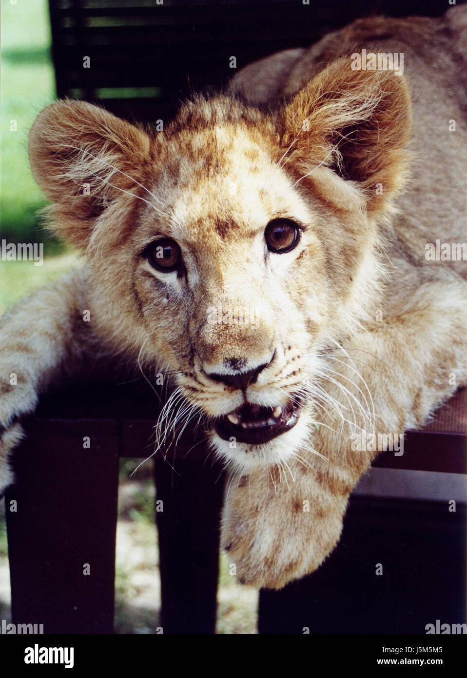 wild africa lion cat big cat feline predator small tiny little short ...