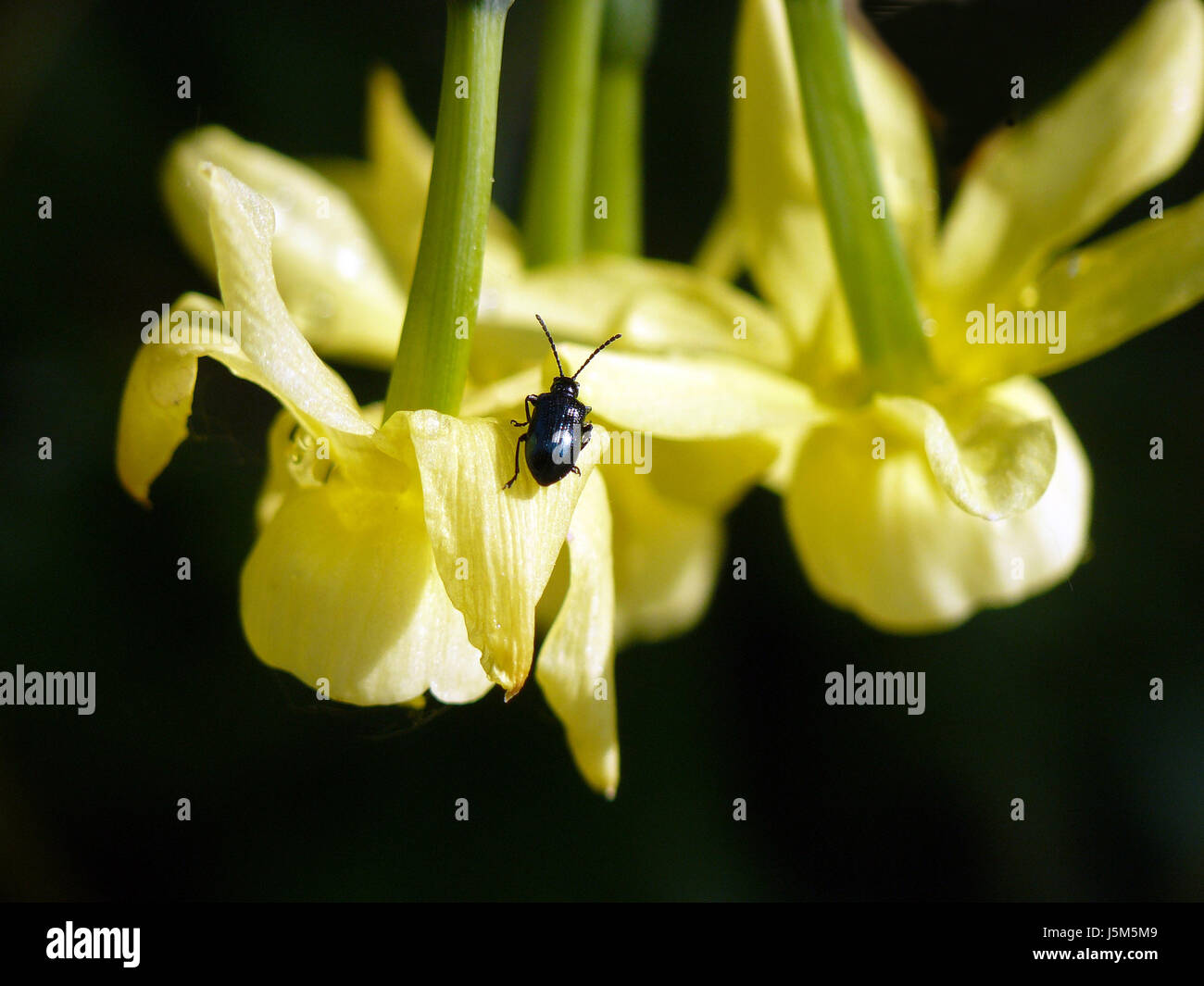 legs insect flower plant beetle antenna leg daffodil narcissus yellow ...