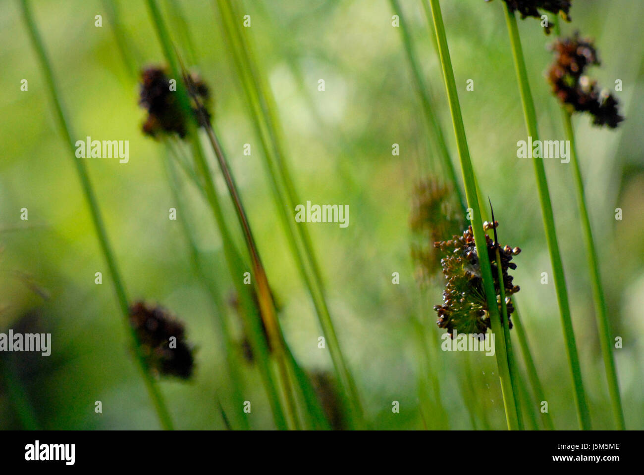 plant green flower flowers sweden grasses structure meadow grass lawn ...