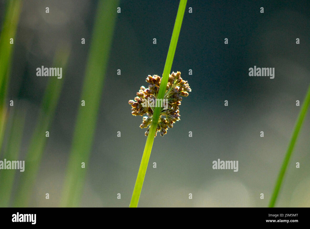 plant green flower flowers sweden grasses structure meadow grass lawn ...