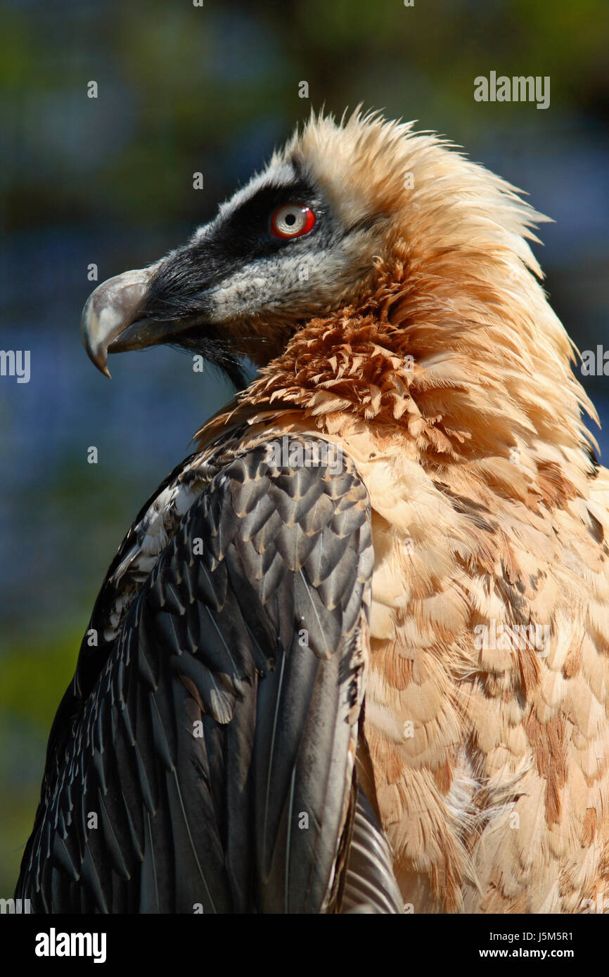 danger travel detail flight bird strong hunter eye organ birds zoo ...