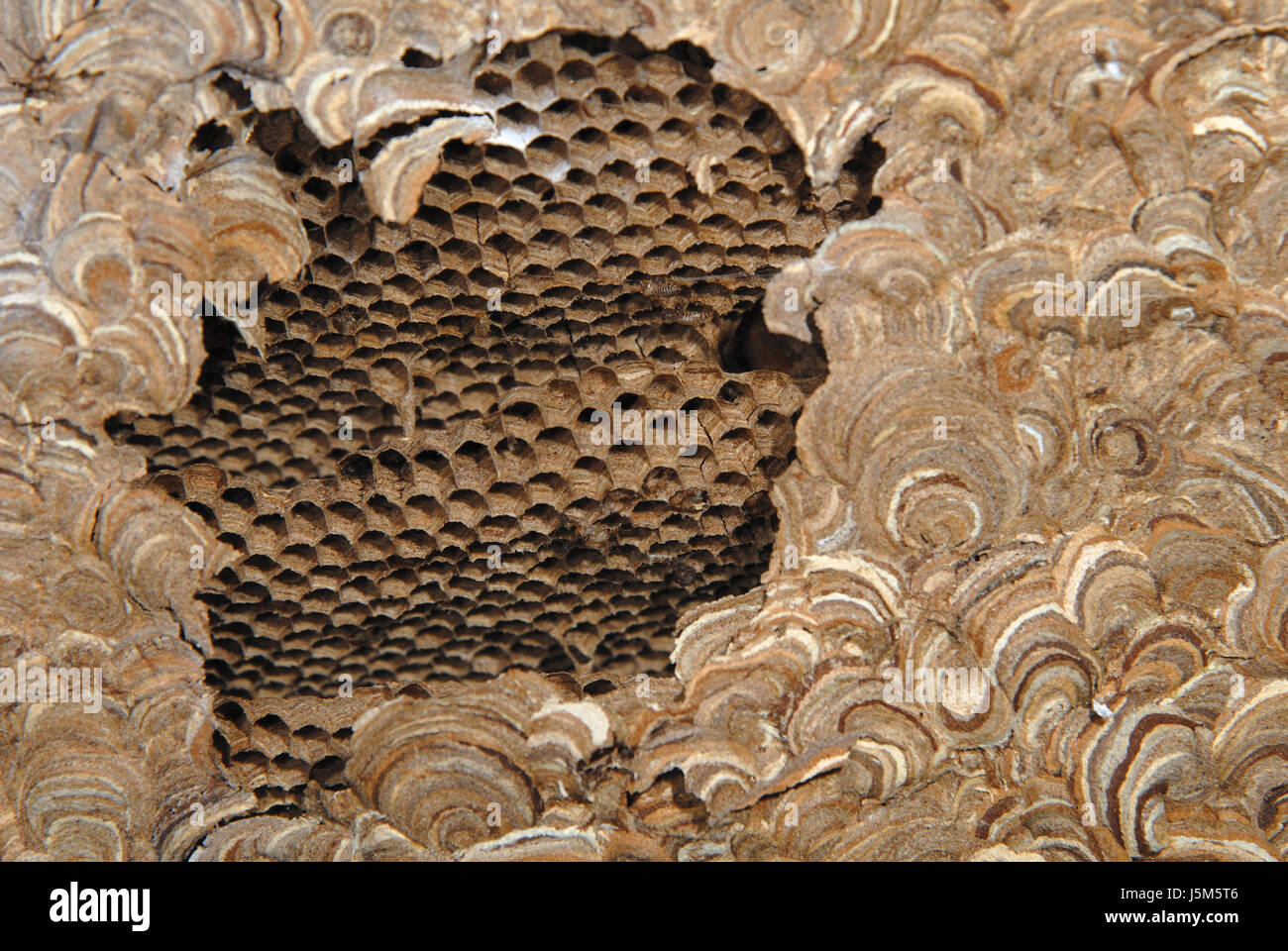 room cave wasp nest cell shape honeycombs habitat undressed weatherworn ...