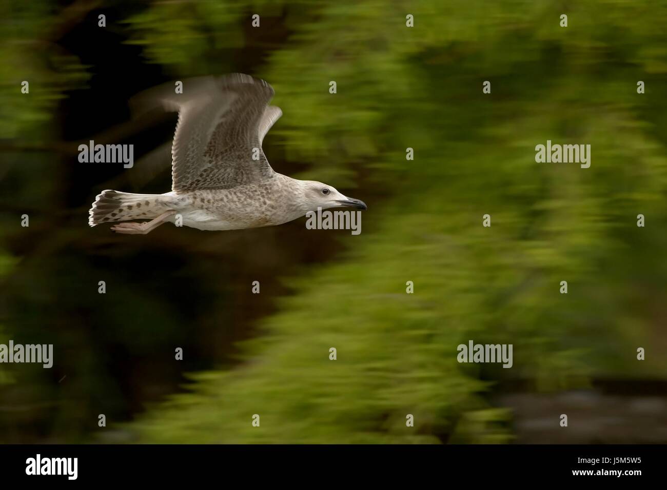 flight green wing beak tele offspring feathering wildlife open dynamic ...