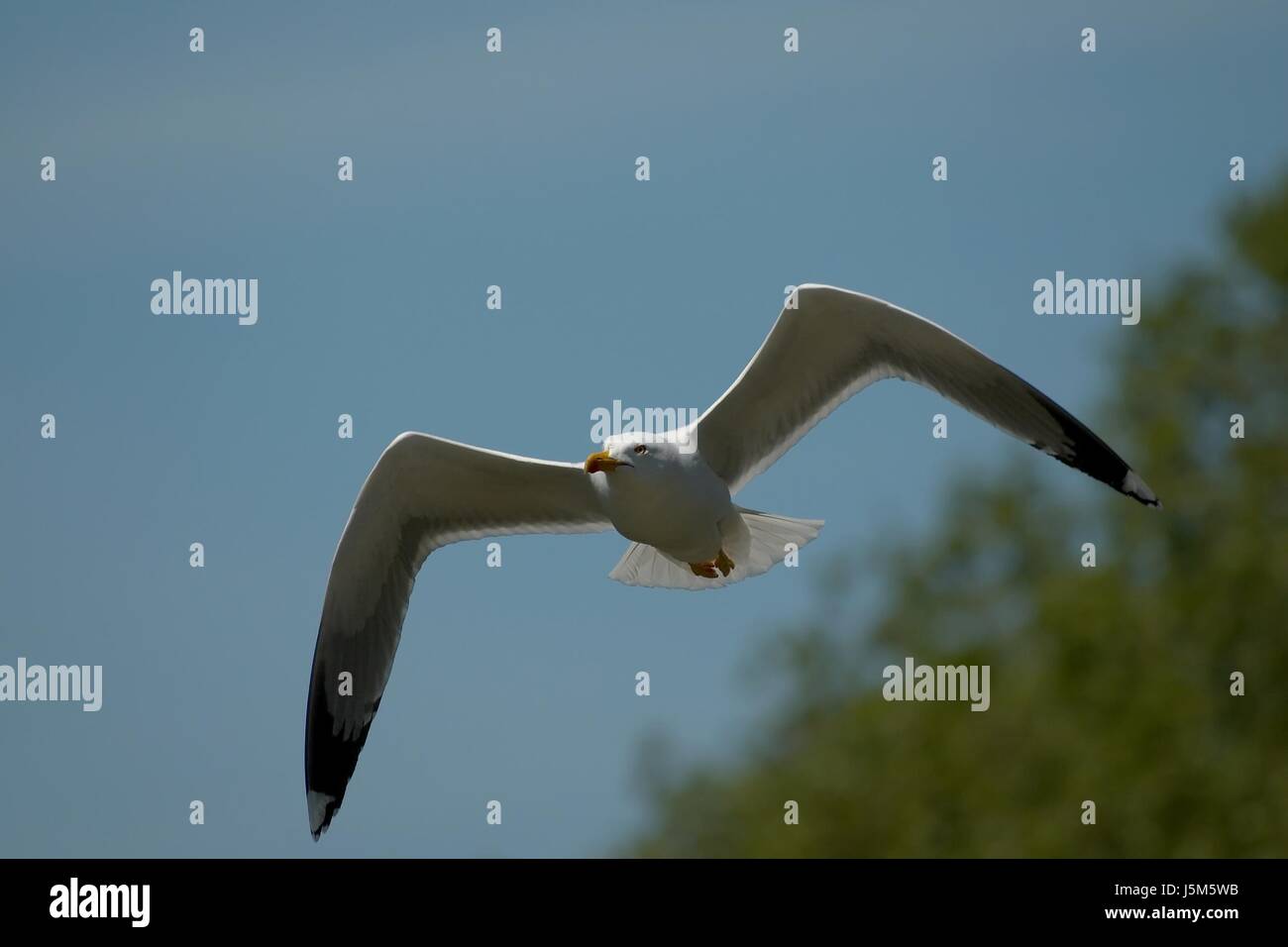 blue tree trees flight green wing beak tele wildlife open frontally ...