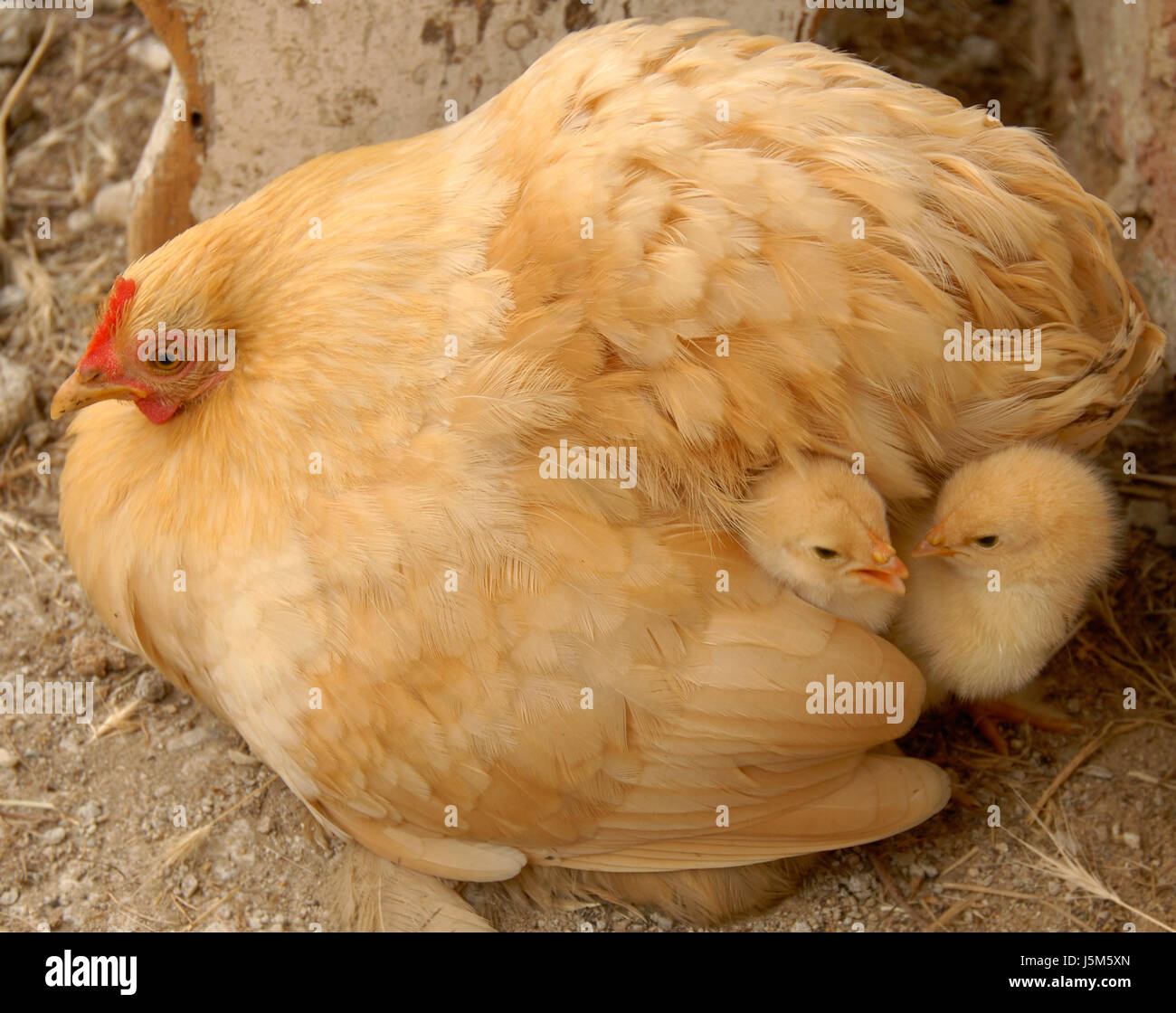 animal pet bird birds cub baby farm farm animal chicken chick hen ...