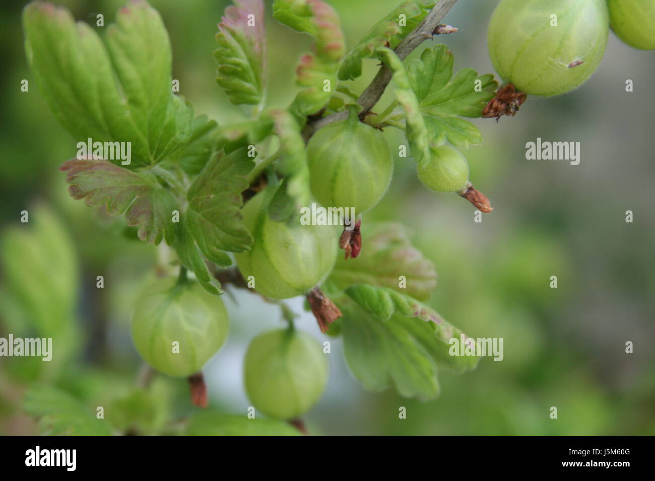 Gooseberry bushes hi-res stock photography and images - Alamy