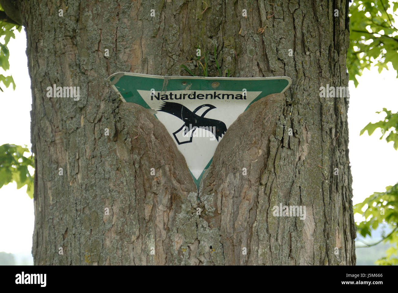 Natural shield hi-res stock photography and images - Alamy