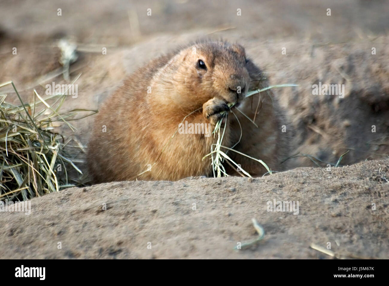 rodent fur skin steppe to gorge engulf devour ingestion mound cute ...