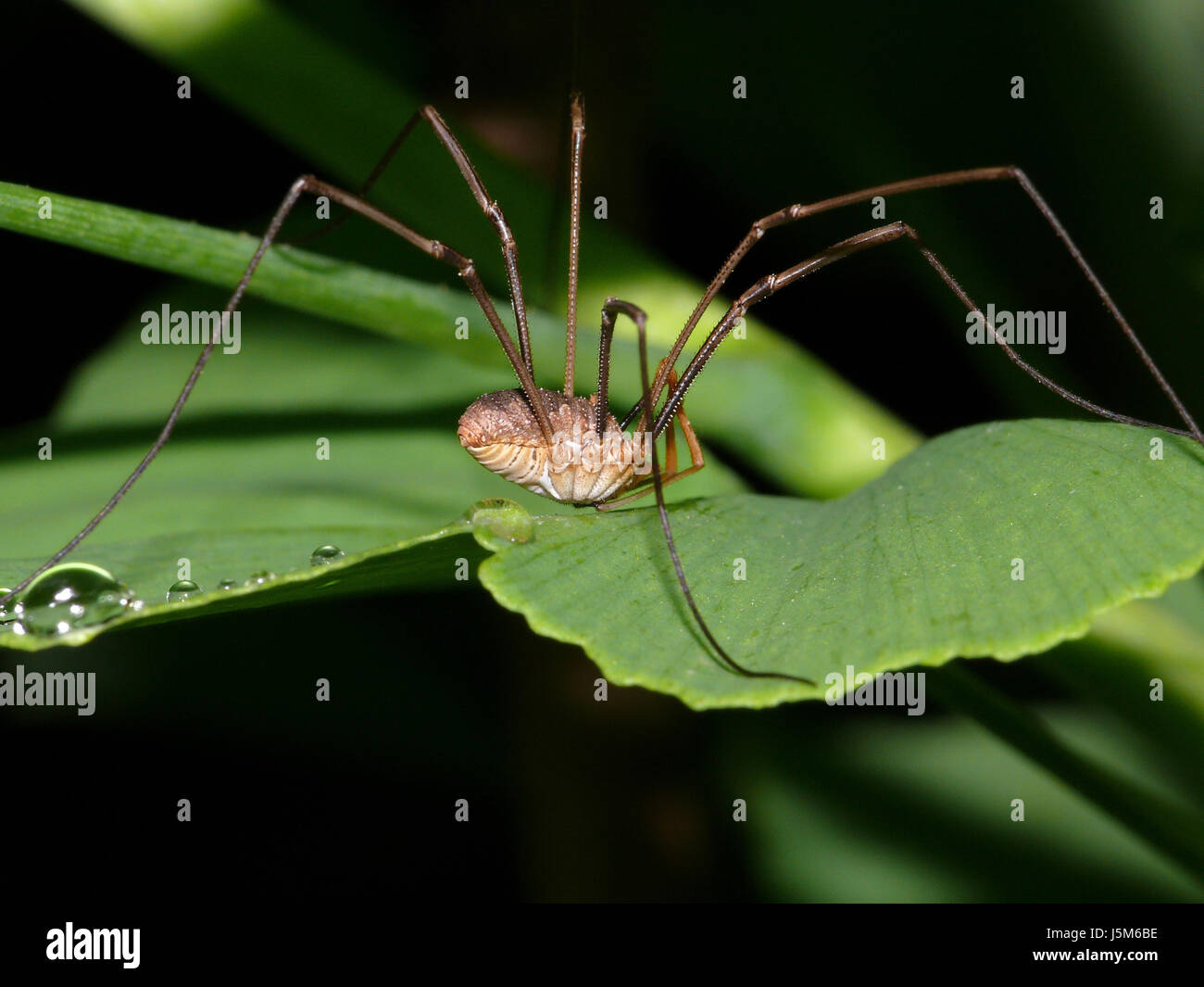 Spider joints hi-res stock photography and images - Alamy