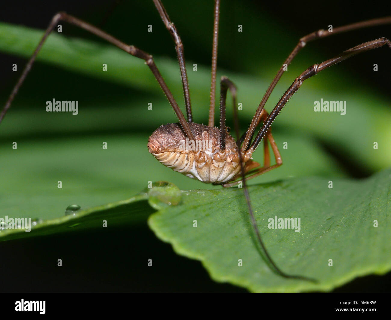 Center of command hi-res stock photography and images - Alamy