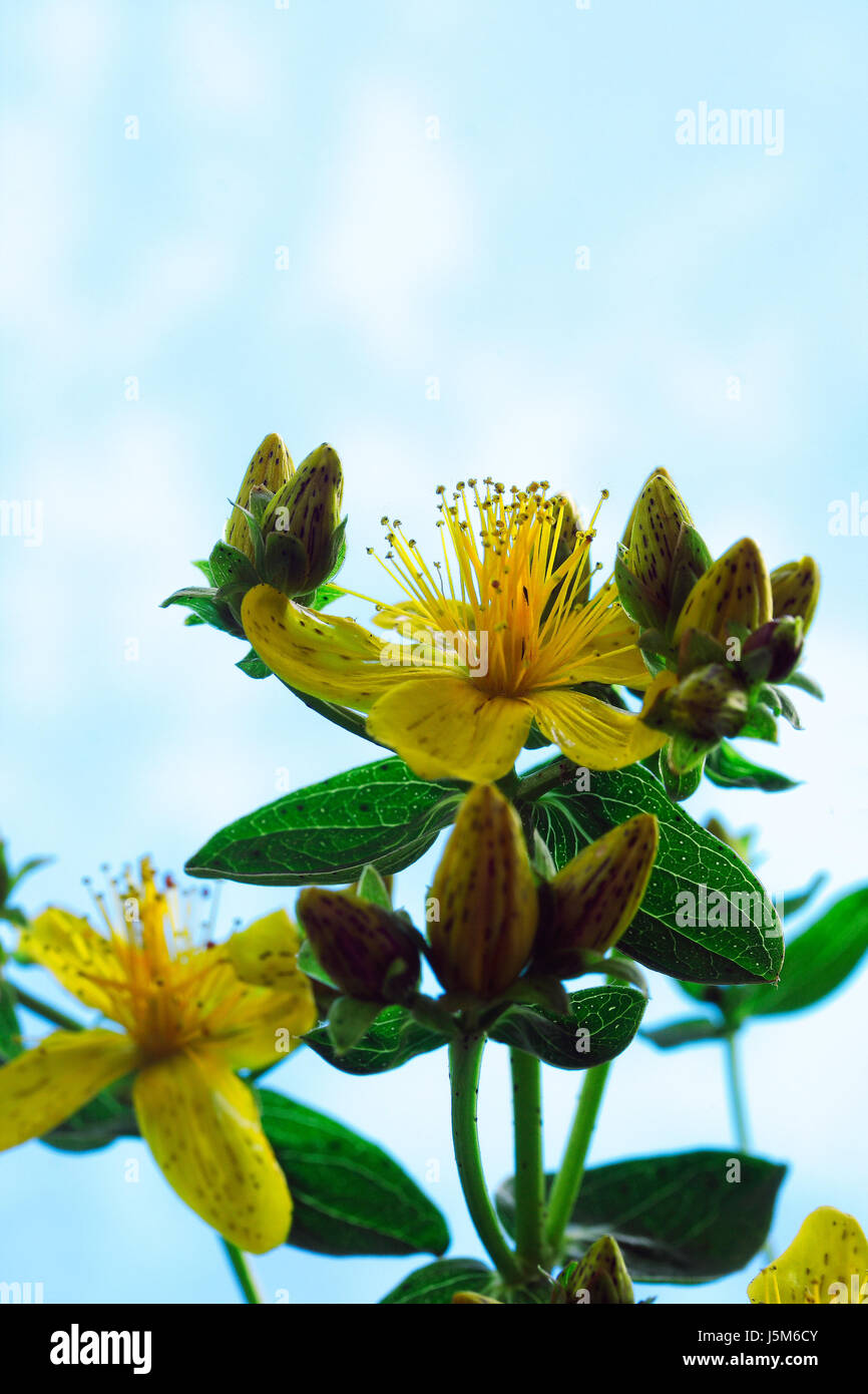 fear depression medicinal plant disease illness sickness hypericum ...