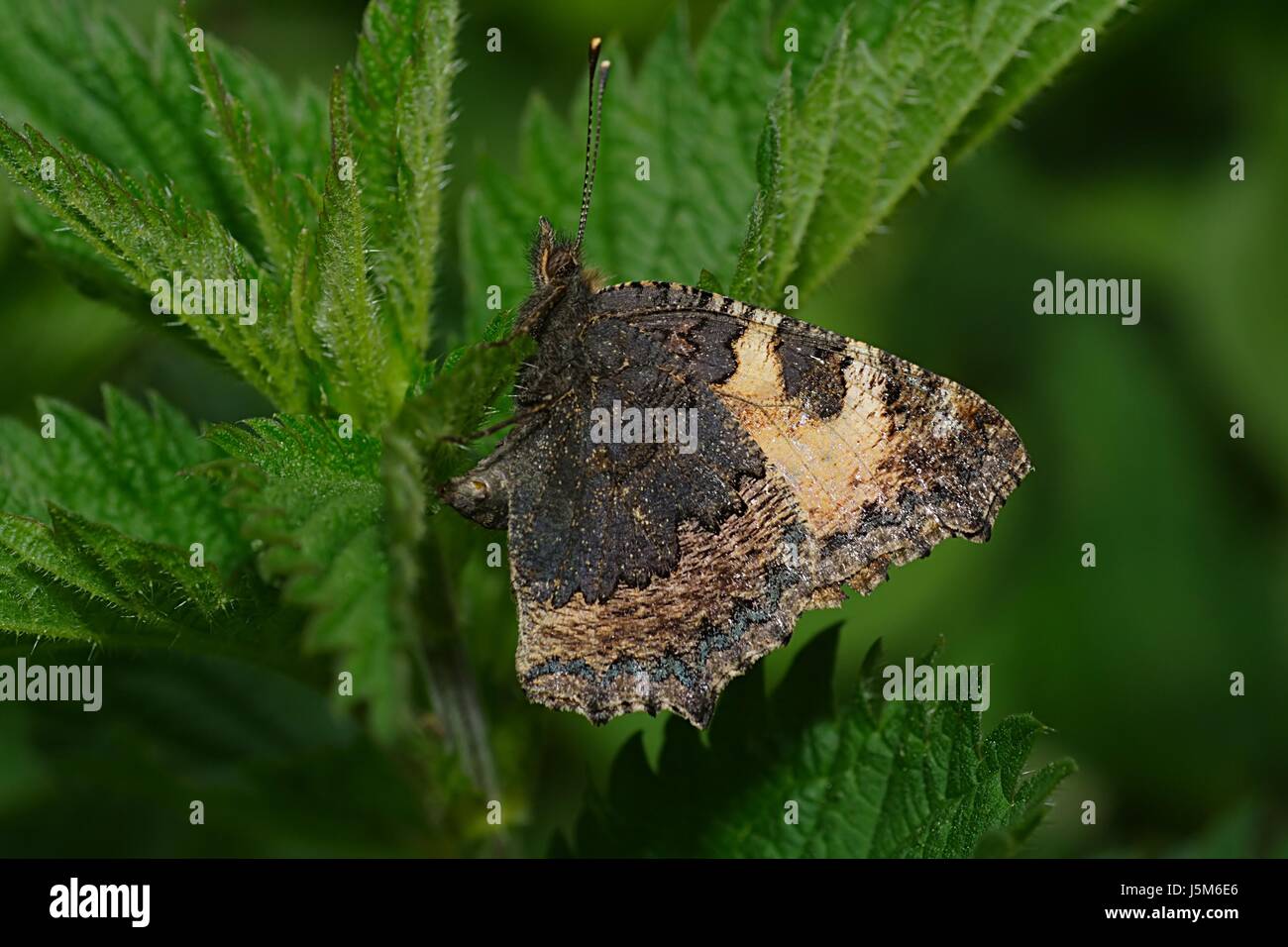 green butterfly small tiny little short spring offspring moth fox egg ...