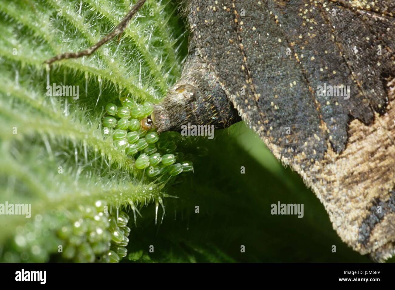 oviposition in detail Stock Photo - Alamy