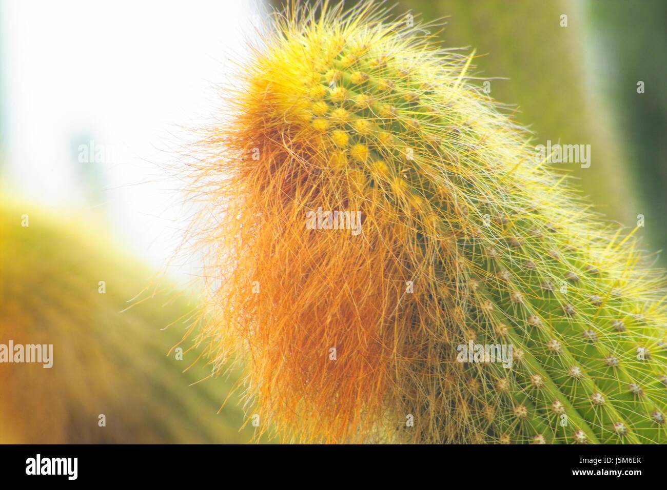 green hairs dryness prickle thorns beard cacti cactus reddish brown ...
