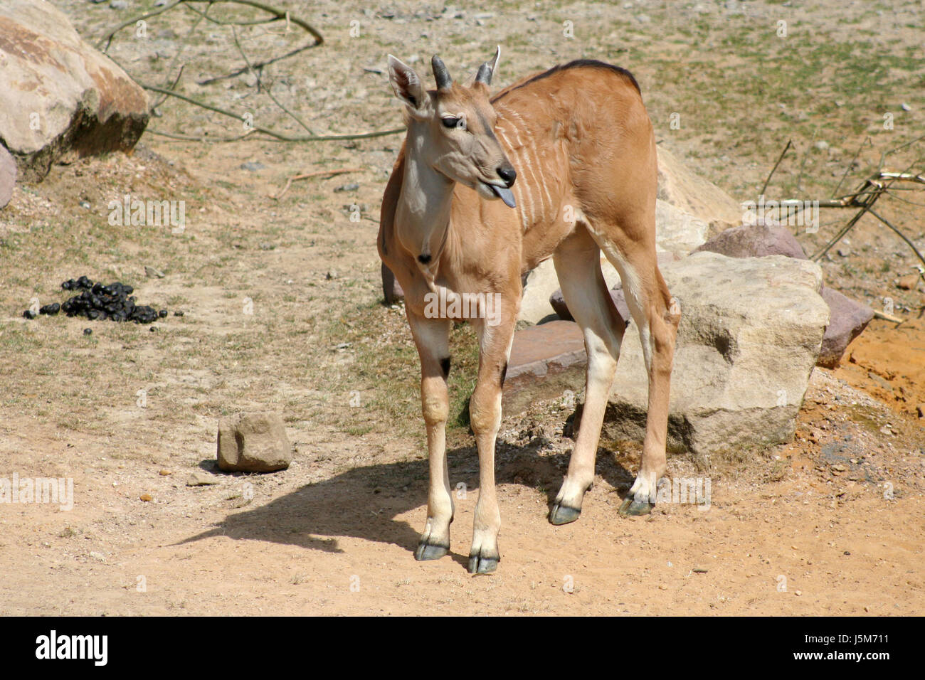 mammal africa steppe antelope ruminant facilitate ease resting relax ...
