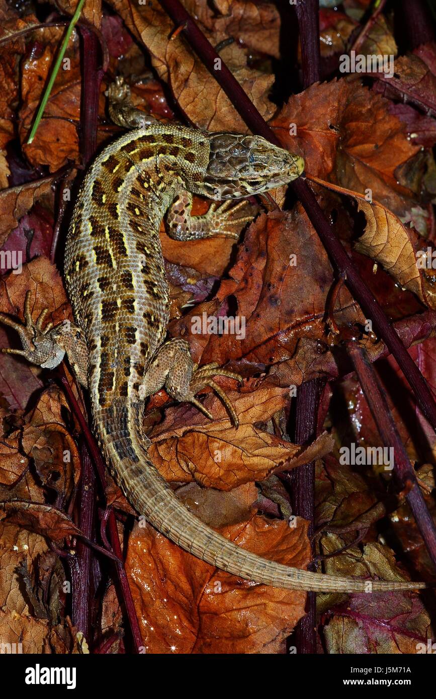 animal reptile lizard animals saurian hovel reptiles claw crawler ...