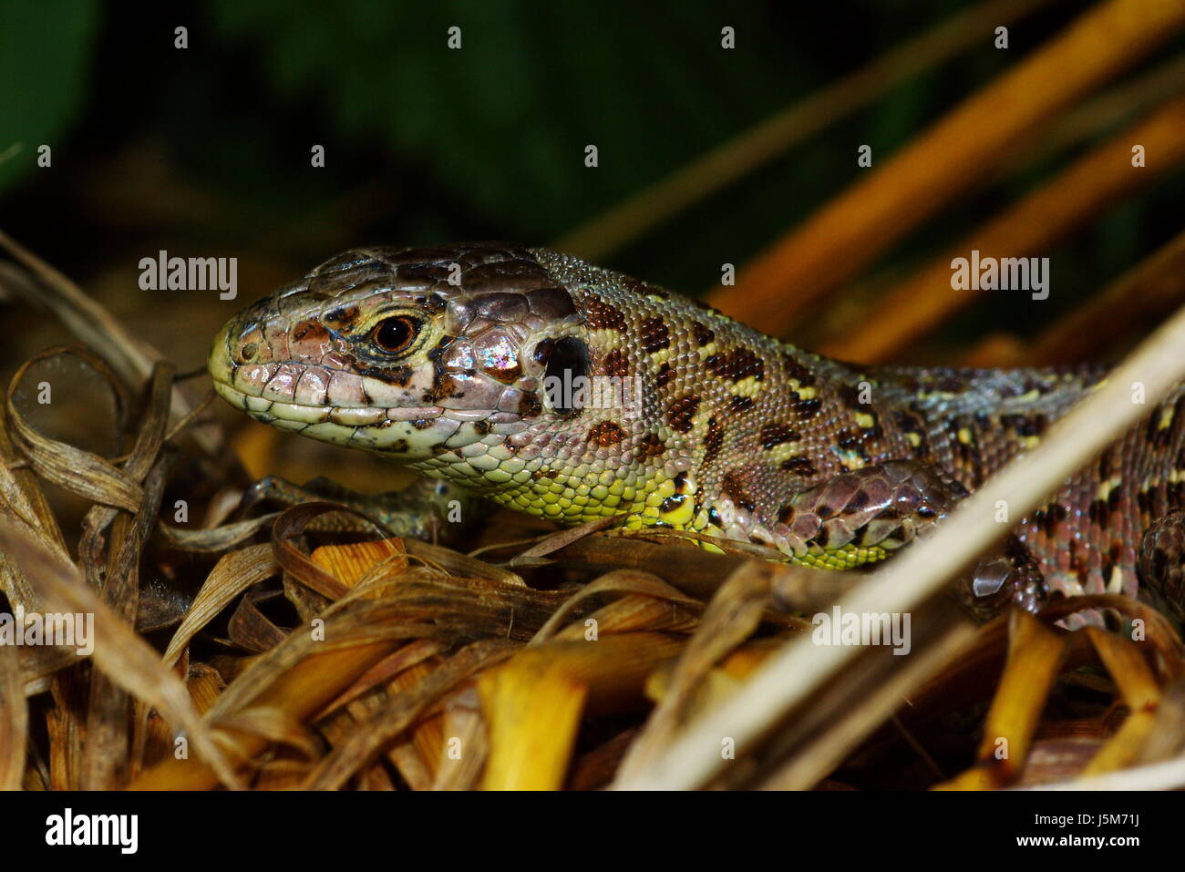 animal reptile lizard animals saurian hovel reptiles claw crawler ...