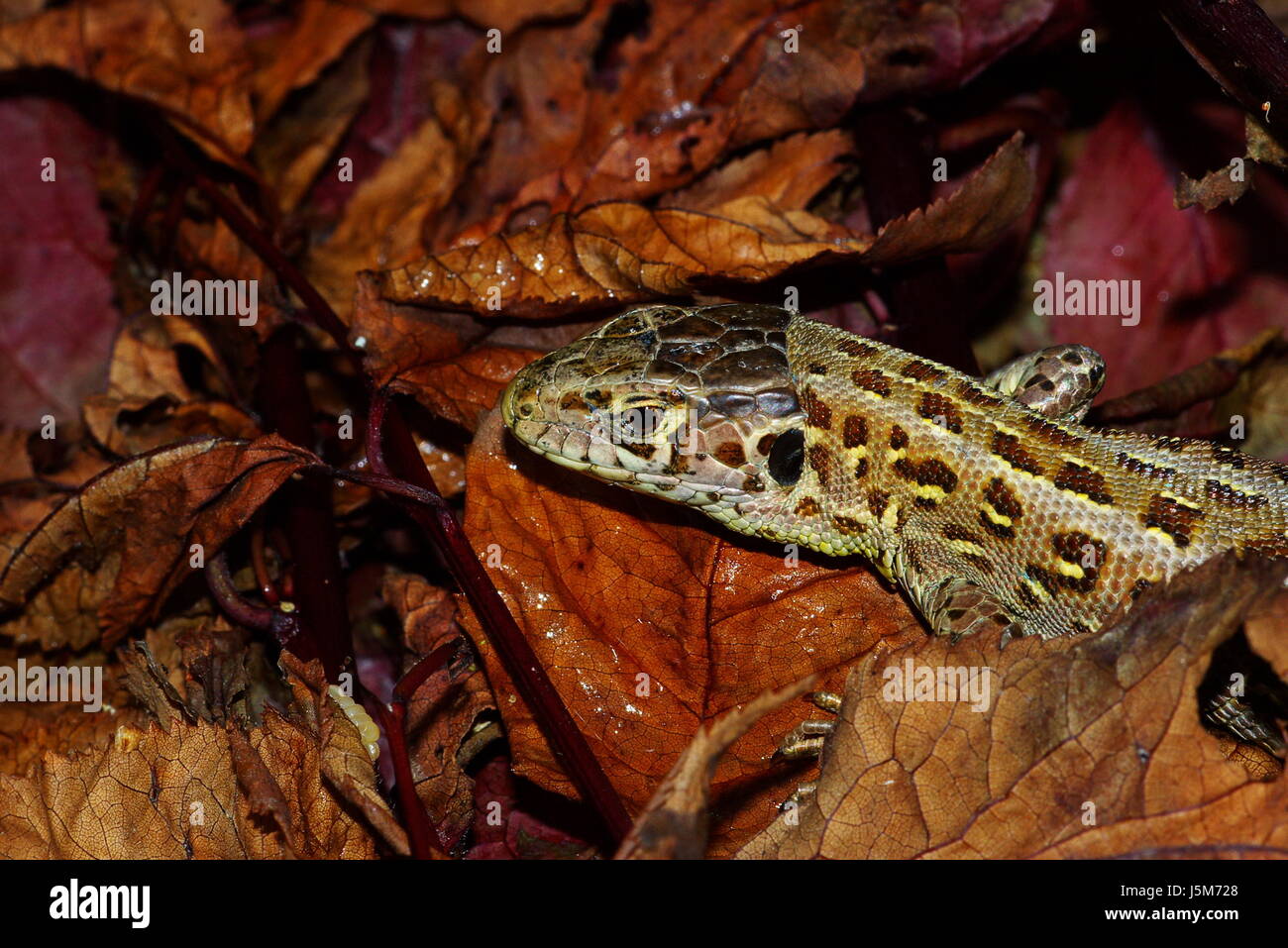 animal reptile lizard animals saurian hovel reptiles claw crawler ...