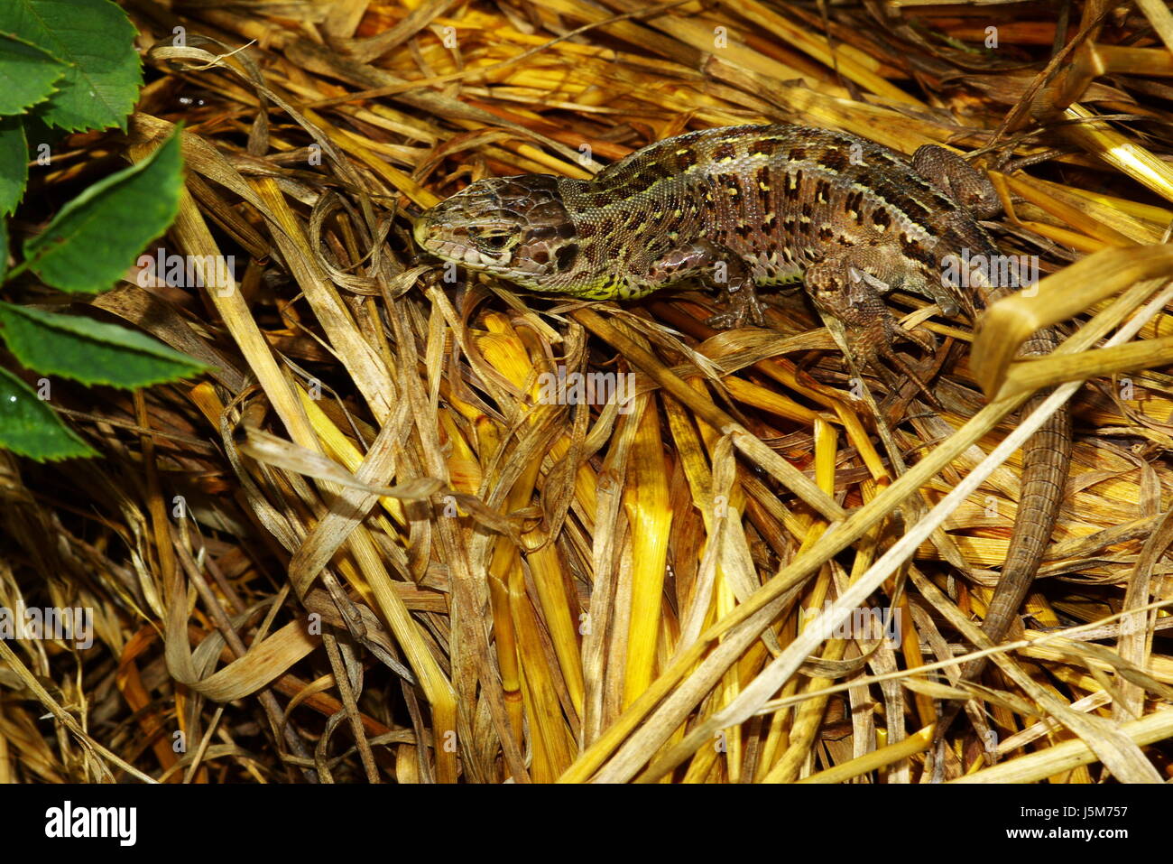 Reptile lizard saurian hovel crawler hi-res stock photography and ...