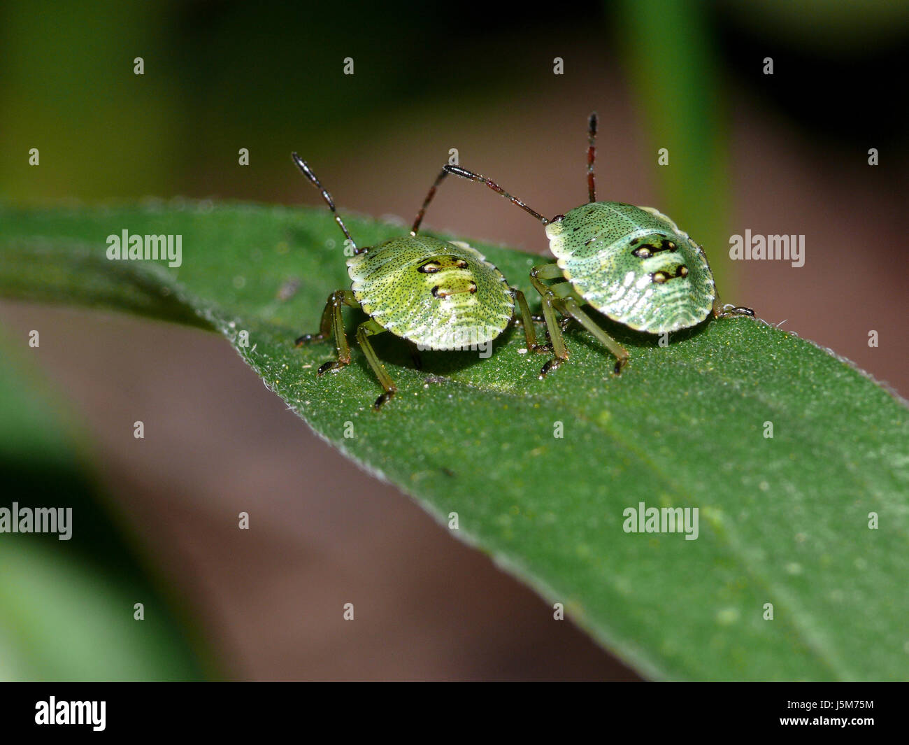 mini bugs race Stock Photo - Alamy