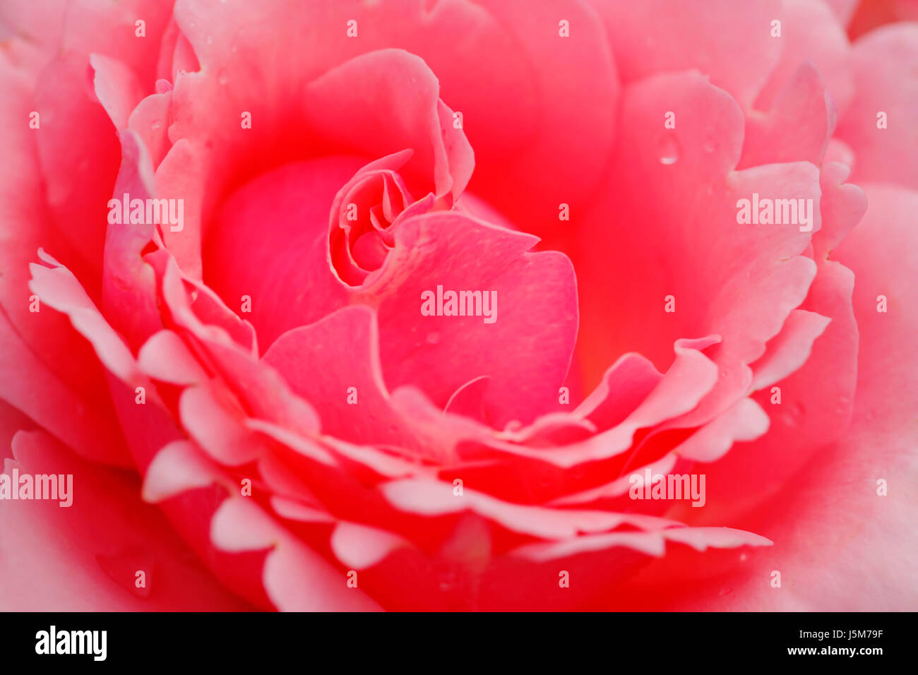 Rose frilly petals hi-res stock photography and images - Alamy