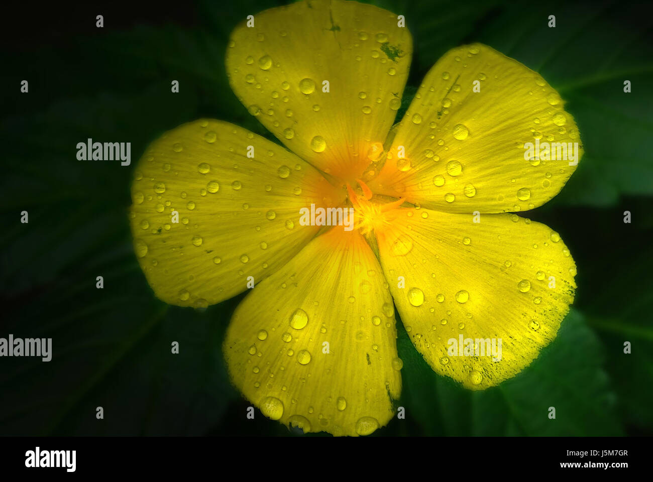 bloom blossom flourish flourishing bush hibiscus shrub water drop ...