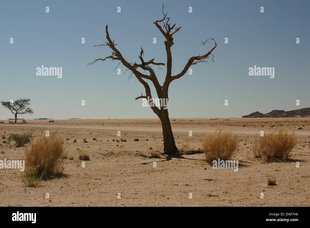 tree desert wasteland africa namibia bush dry dried up barren drought ...