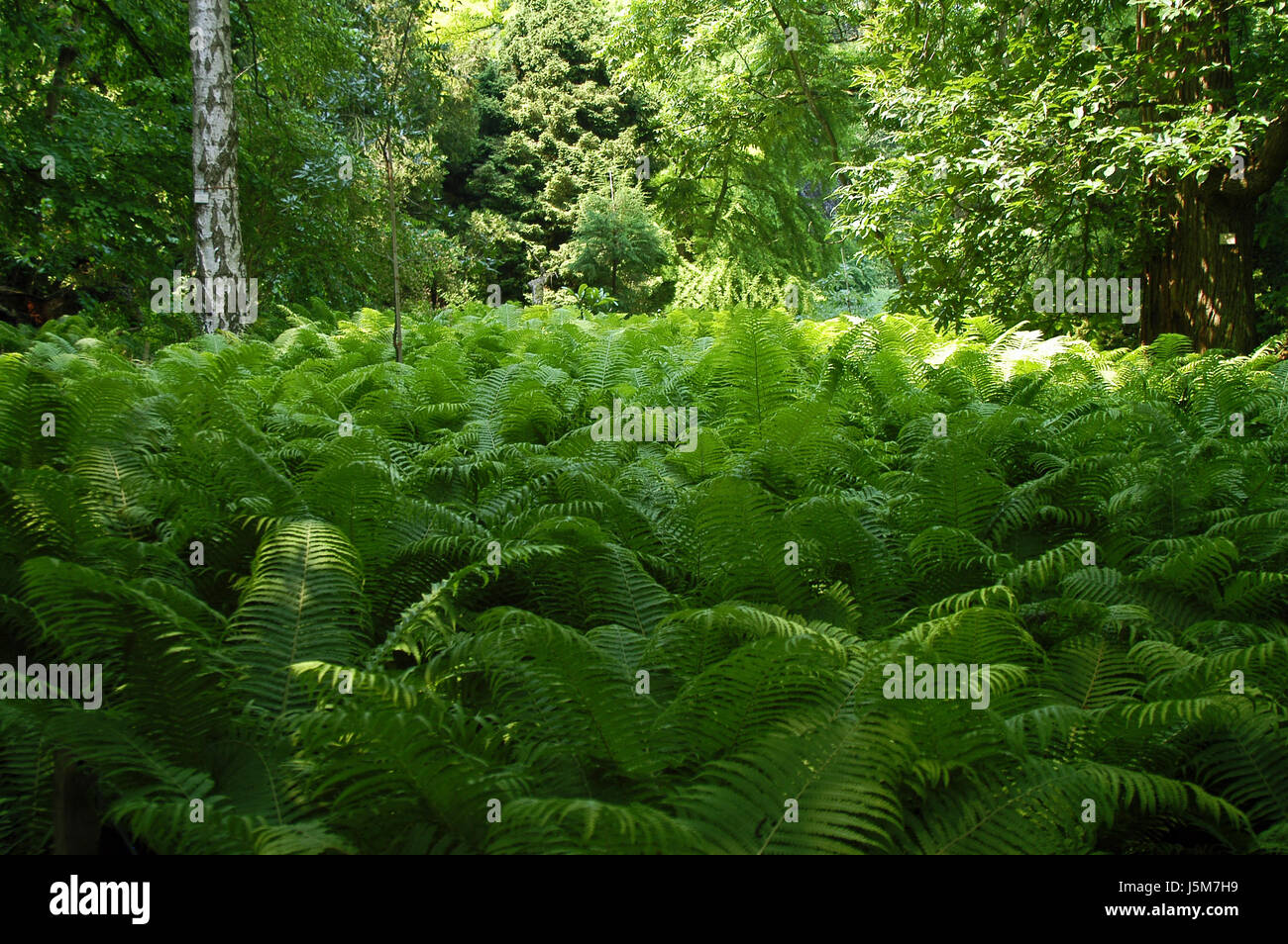 green shrub bush fern shady frond forest farnfeld pteridopsida ...