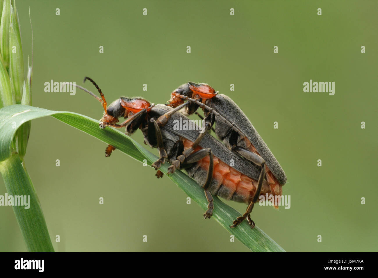 Soldier beetles mating hi-res stock photography and images - Alamy