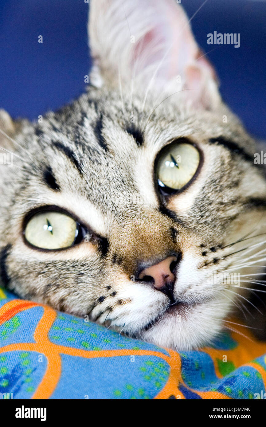 Colourful young cat hi-res stock photography and images - Alamy