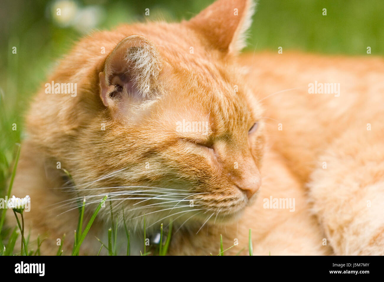 nibble pet eye organ eyes soft ears skin cat eyes sleep sleeping nose ...