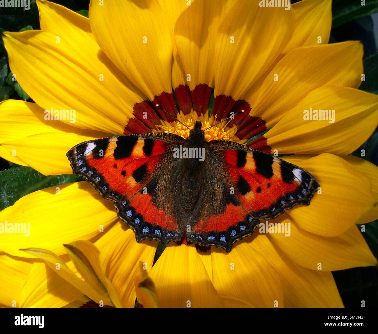 flower plant butterfly summer summerly sunbathing fly flies flys flying ...