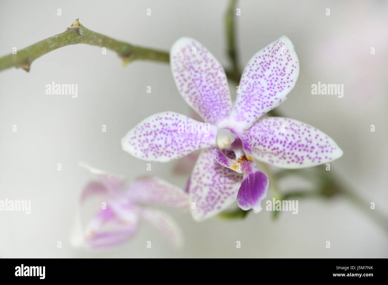 Mahinhin hi-res stock photography and images - Alamy