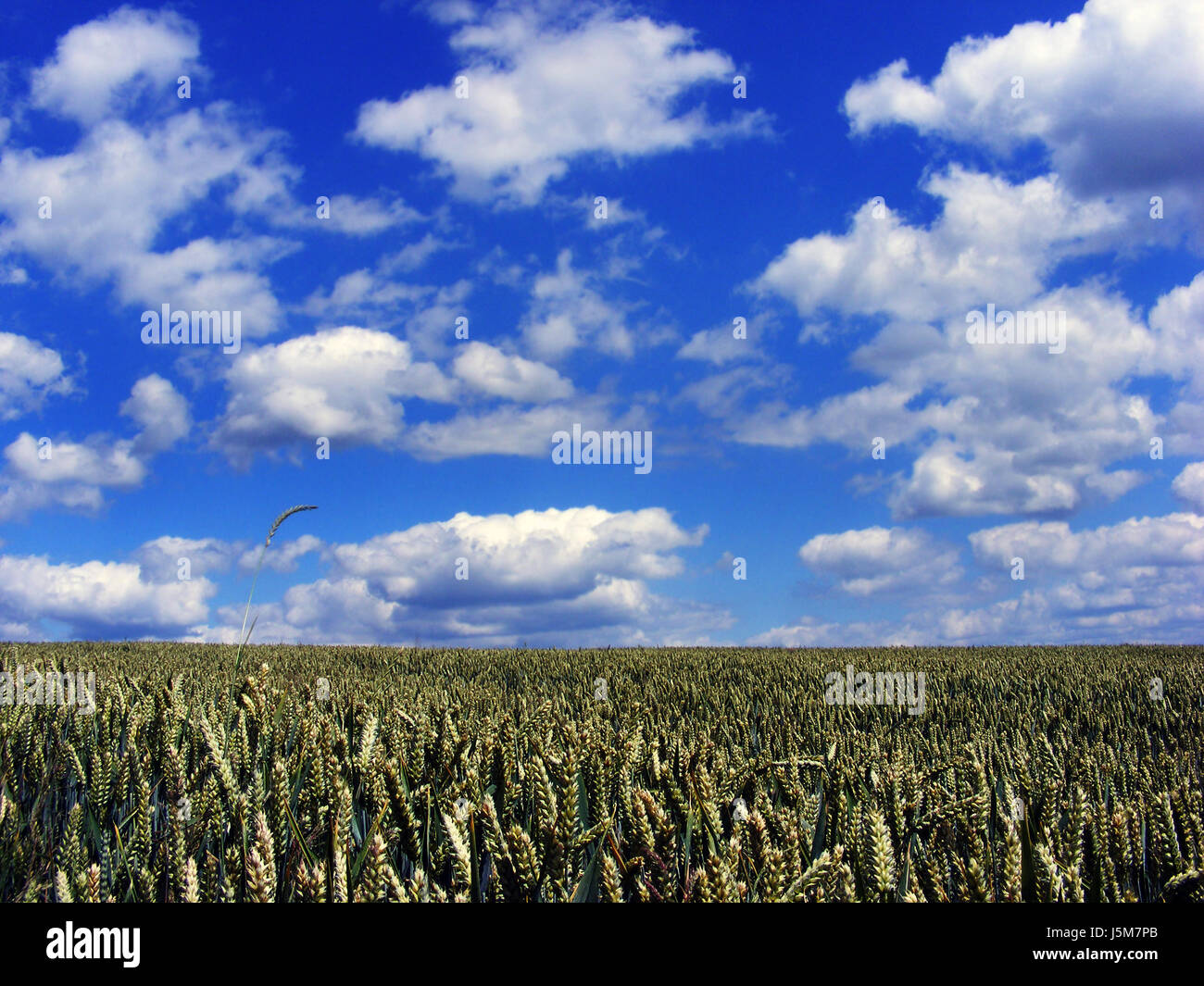 blue bucolic plant giant agriculture farming field summer summerly ...