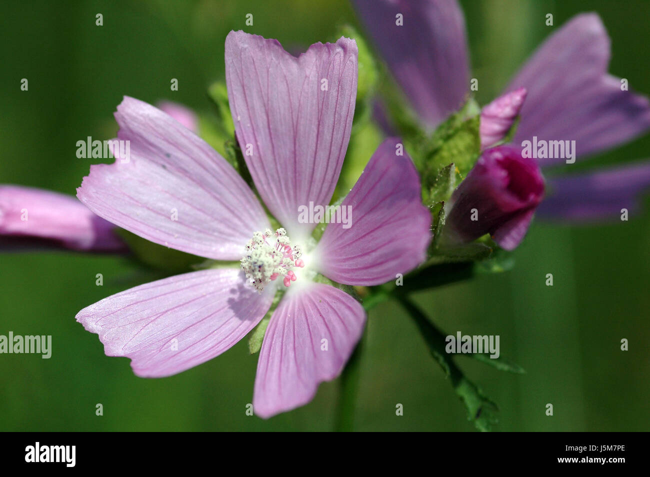 Malvenarten hi-res stock photography and images - Alamy