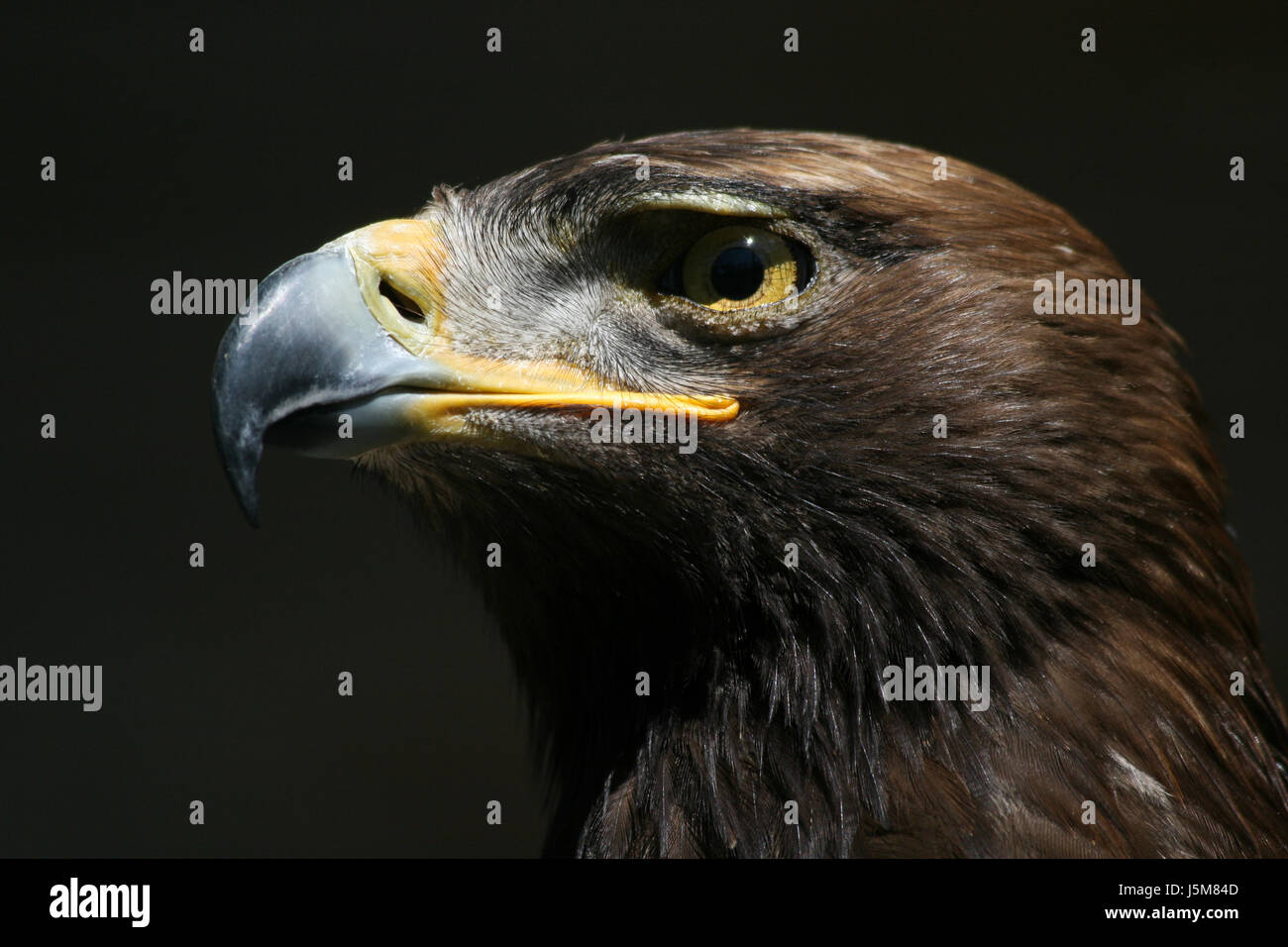 bird birds raptor eagle feather raubadler greif krummschnabel ...