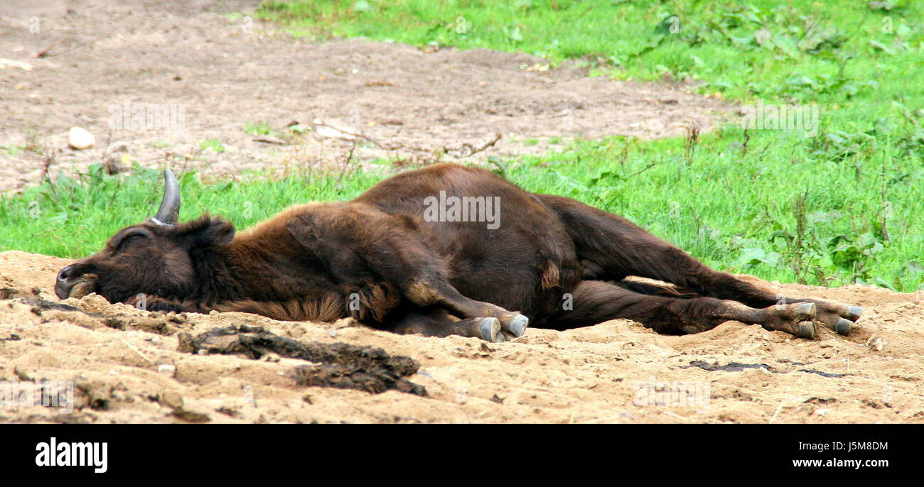 Bull Doze High Resolution Stock Photography and Images - Alamy