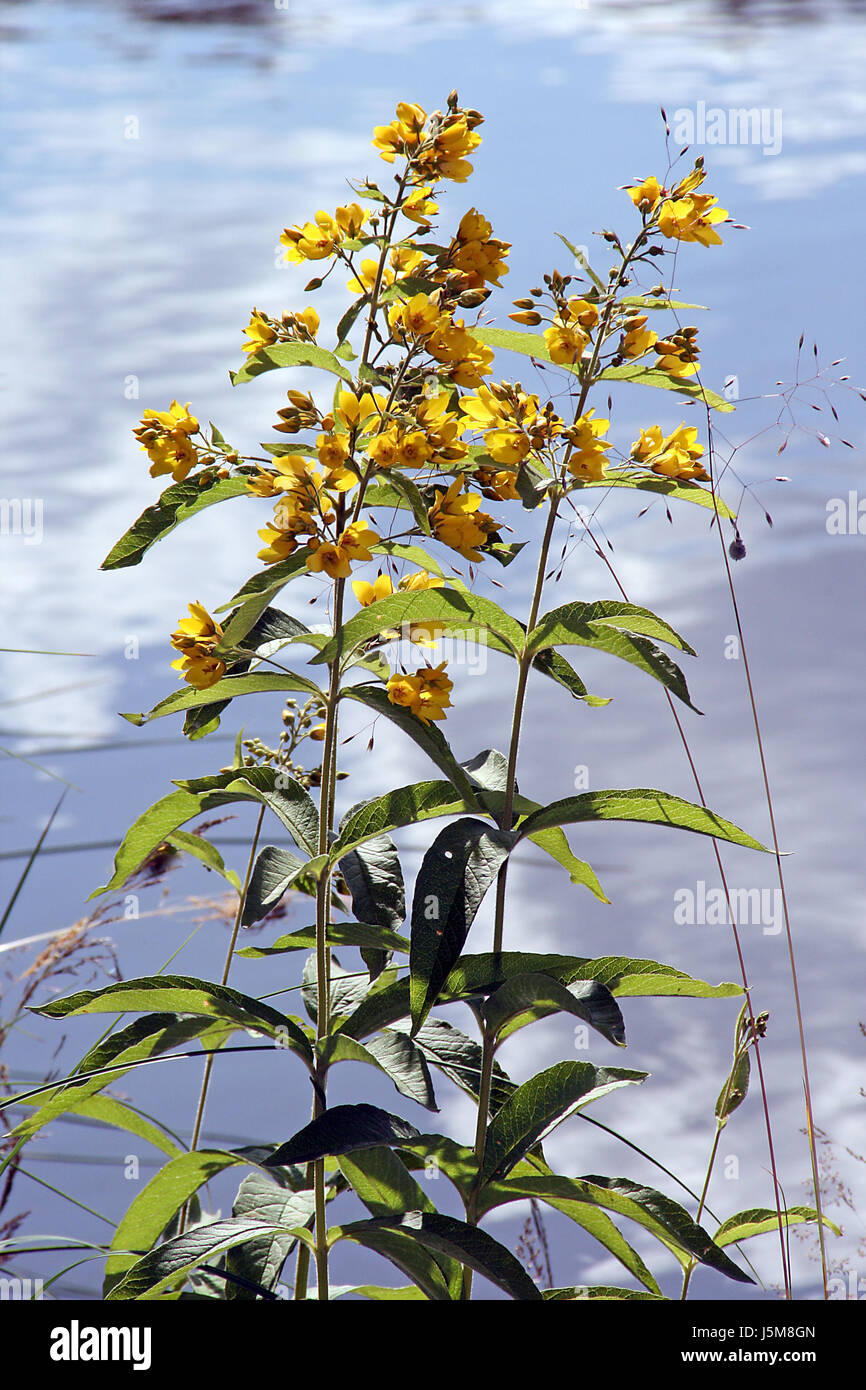 flower plant bloom blossom flourish flourishing blossoms bleed yellow ...