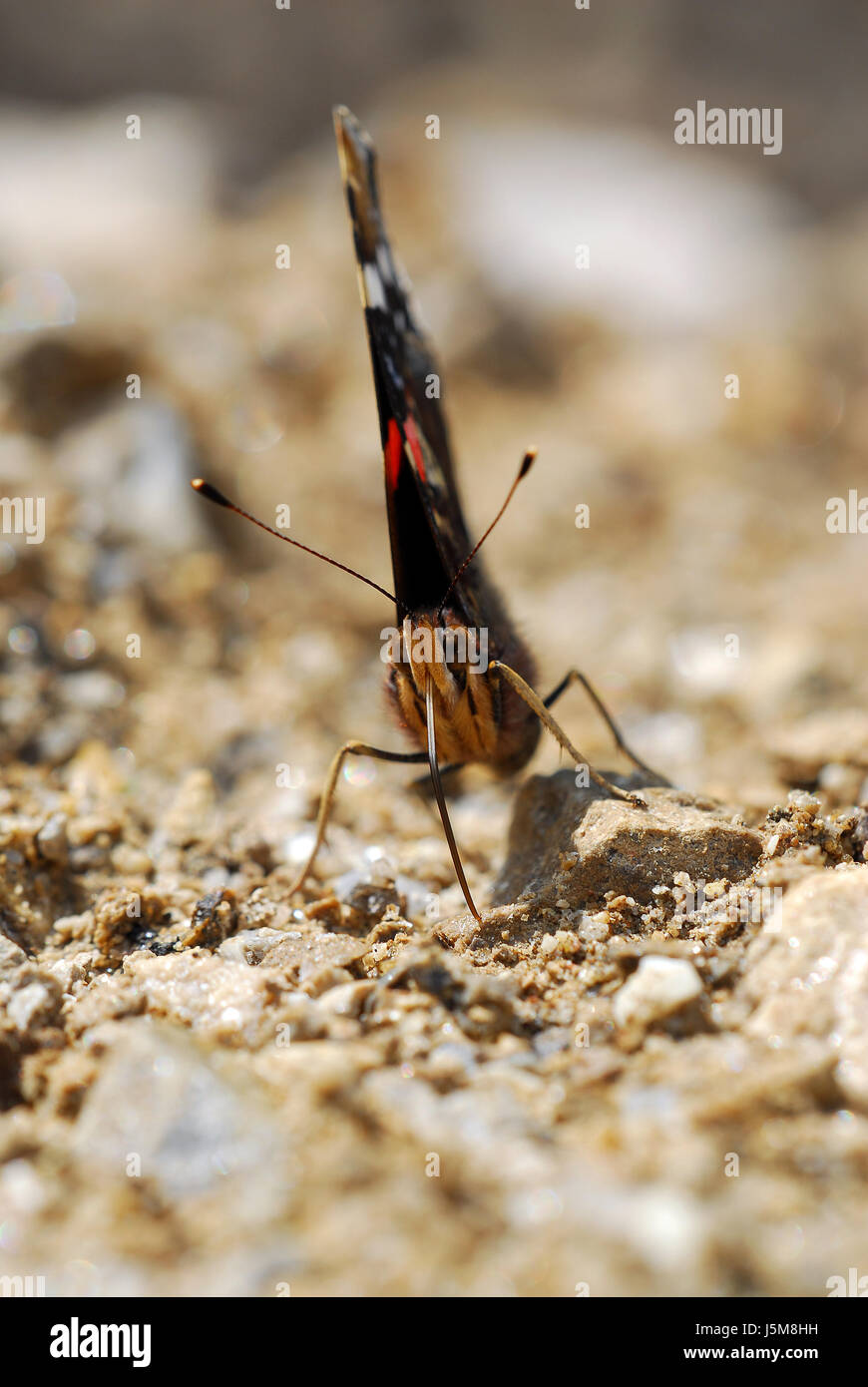 detail stone animal insect insects ground soil earth humus butterfly ...