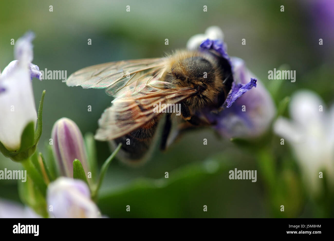 insects hunger flower flowers plant balcony pollen eating eat eats ...
