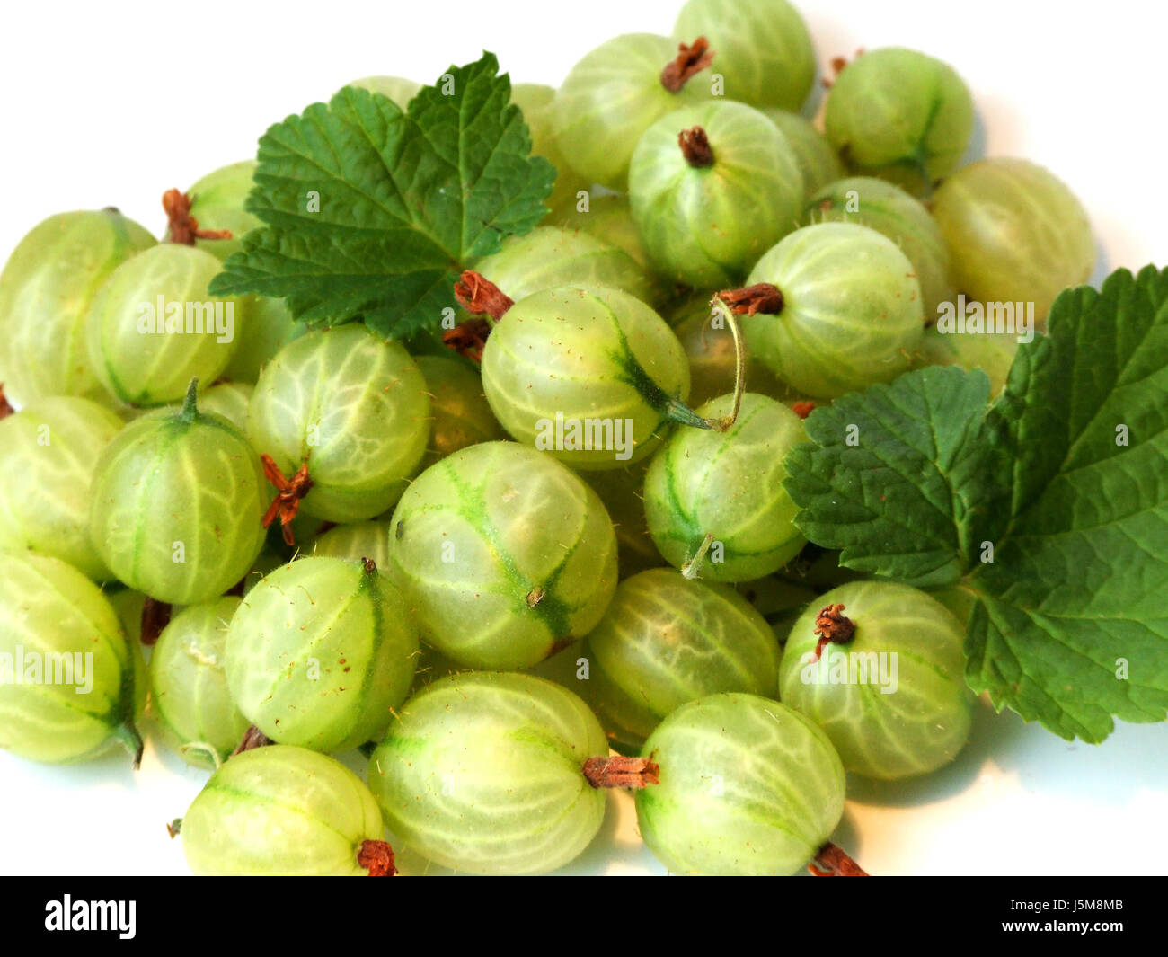 sweetly garden sour berries reap june july gardens gooseberry ...