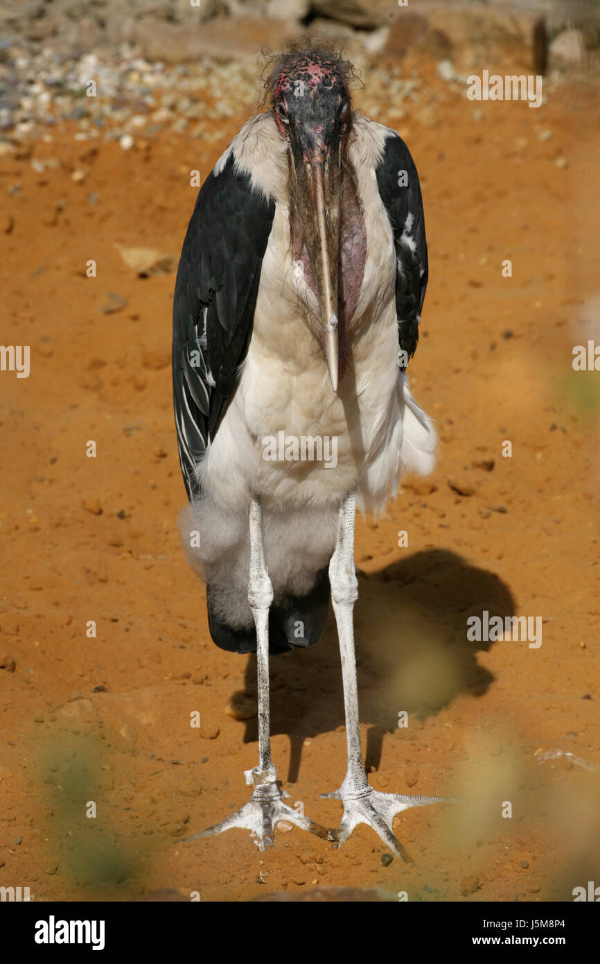 bird savannah birds steppe feathers beak scavenger exotic feathering ...